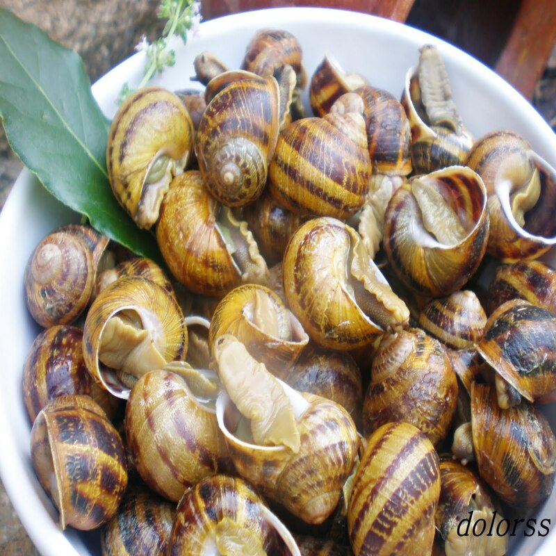 CARACOLES X1KG - Puerto Banús Pescadería