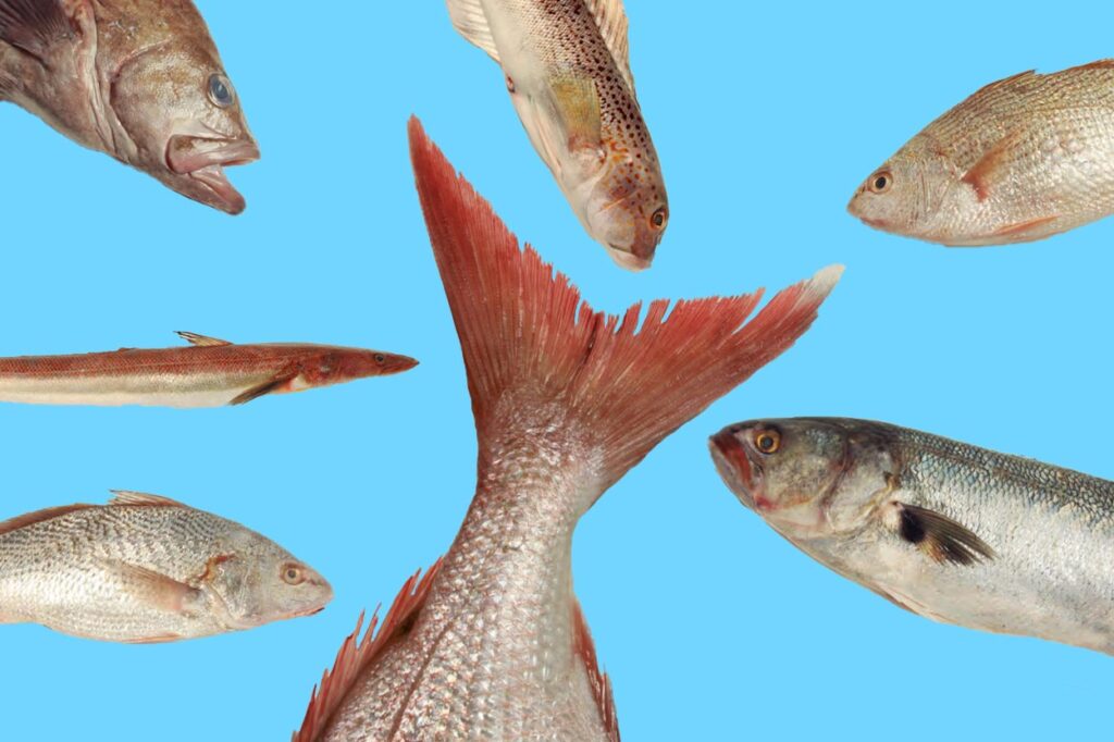 El Impacto del Pescado en una Dieta Saludable: Beneficios y ...